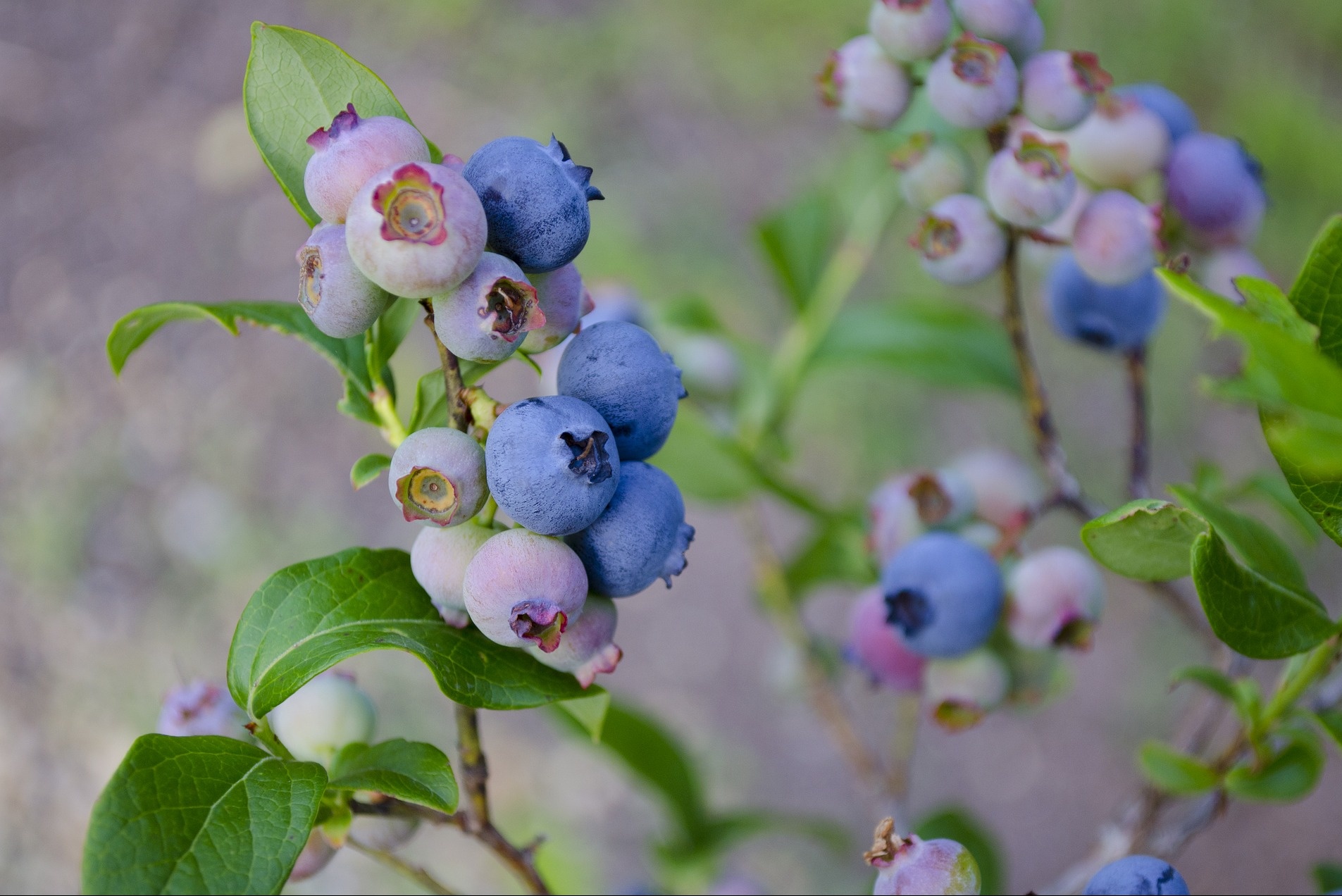 La myrtille - Association Miam