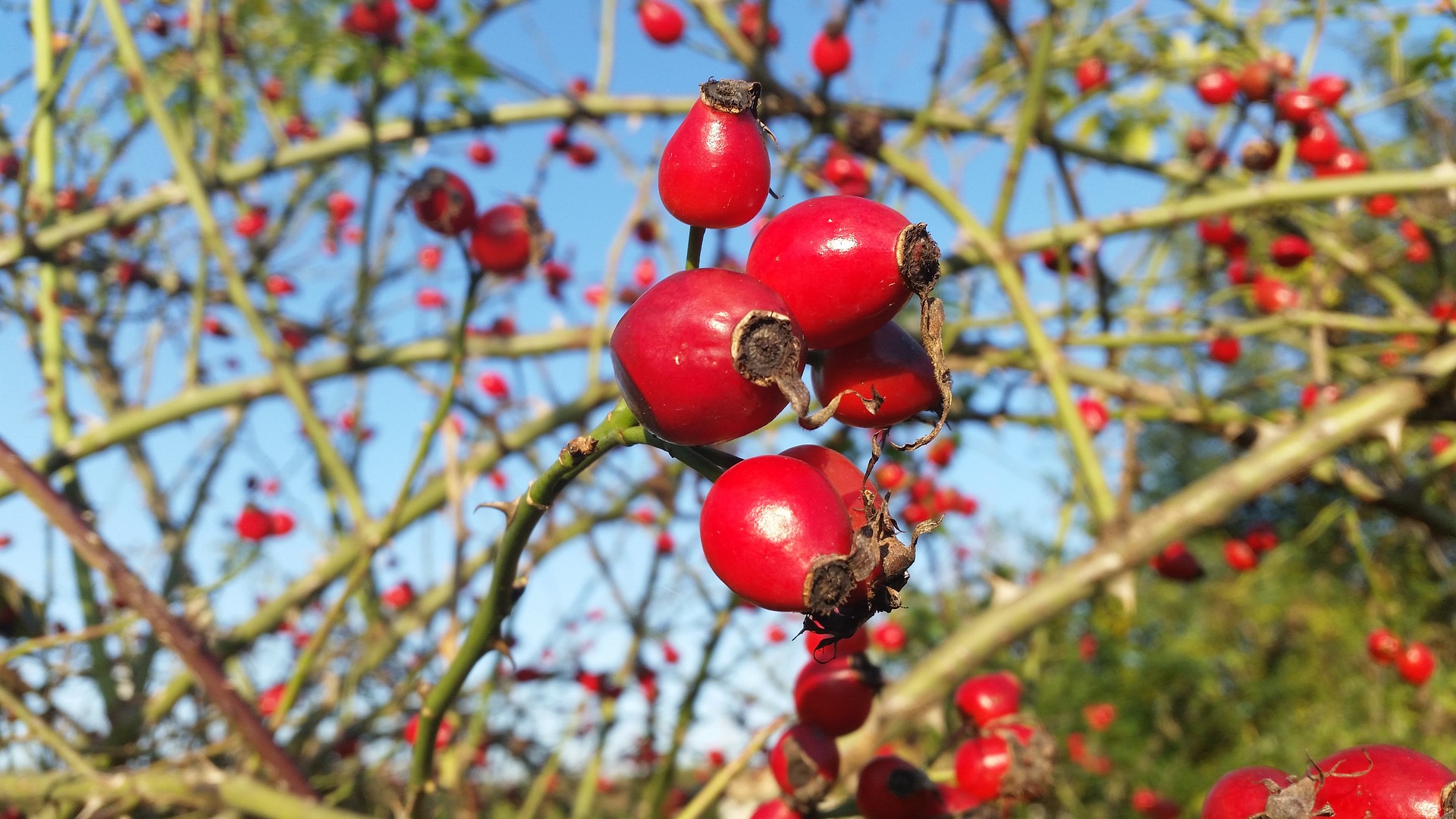 Le cynorrhodon, une petite baie vitaminée ! - Association Miam