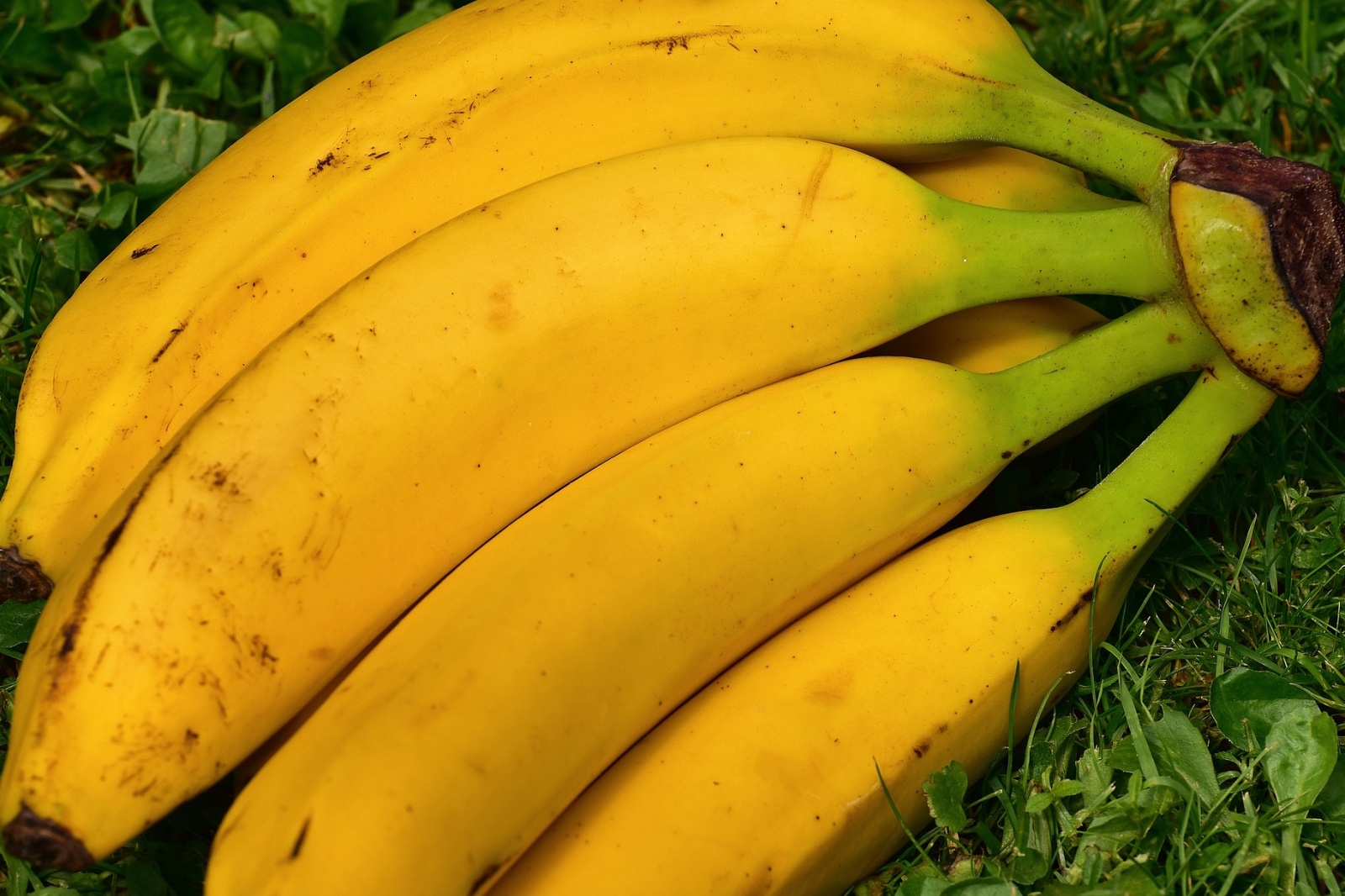 La banane - Association Miam