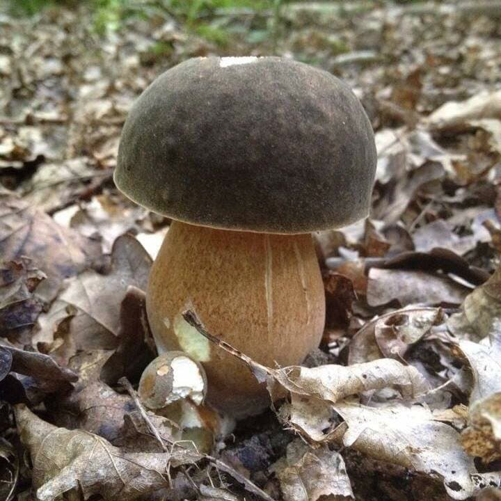 Les champignons : chapeau ! - Association Miam